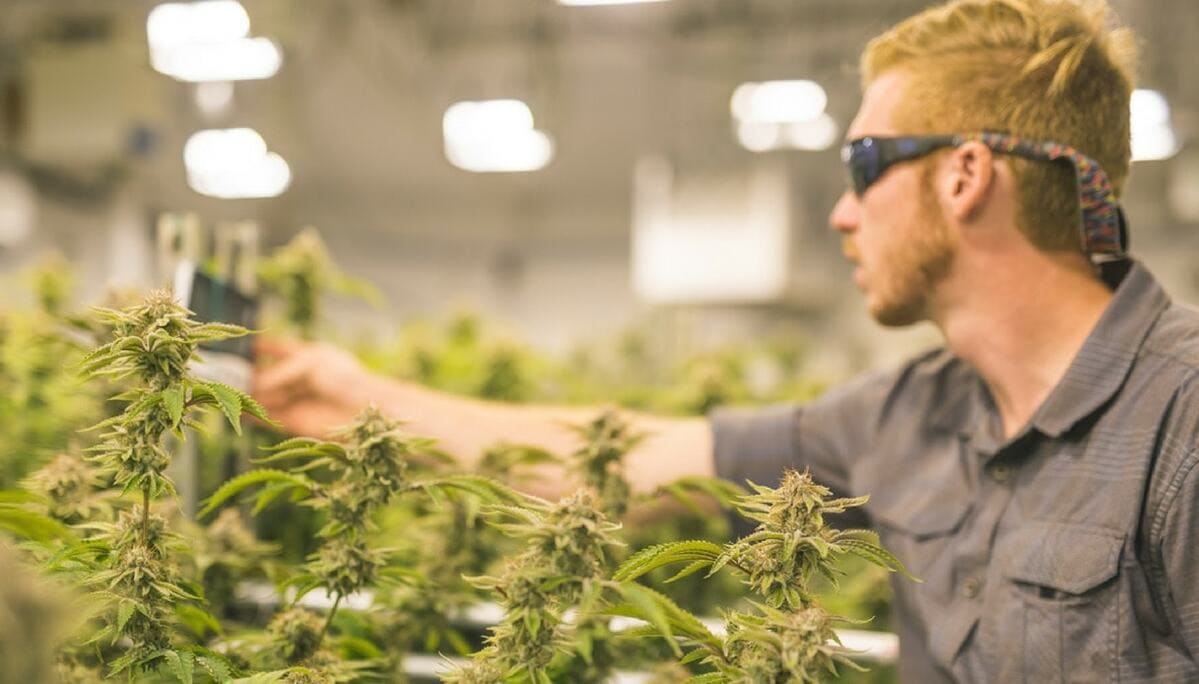 Marijuana legalizzata a New York, ma quando toccherà all'Italia?