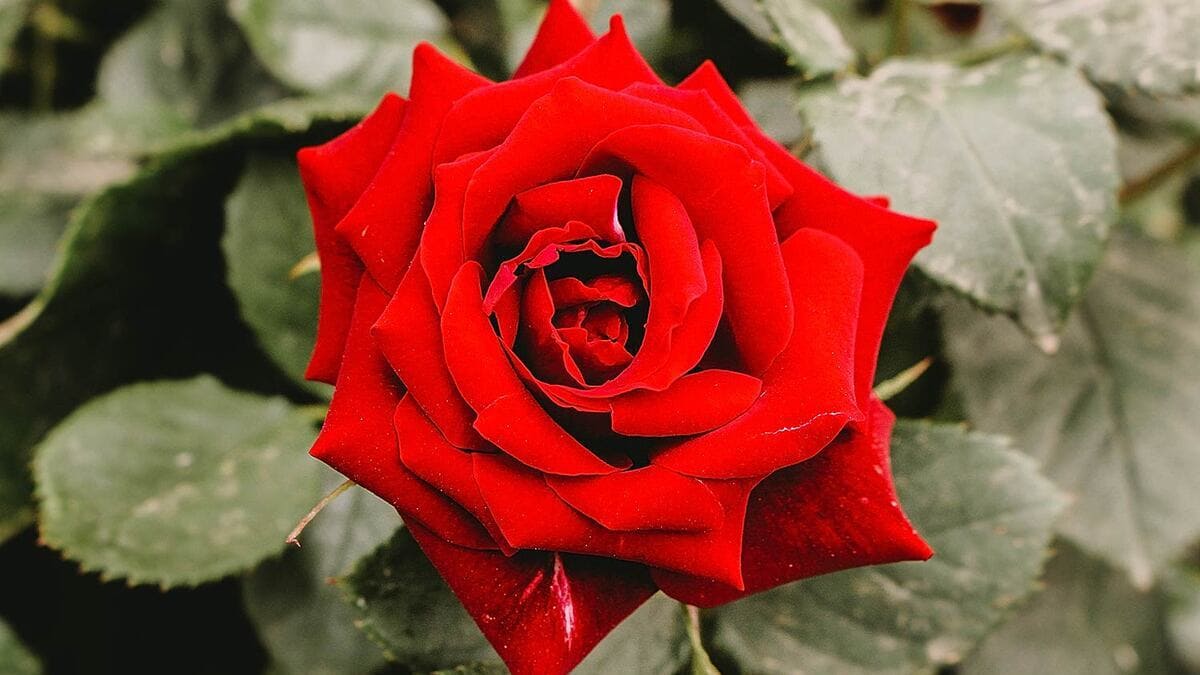 Rosa rossa significato e simbologia del fiore