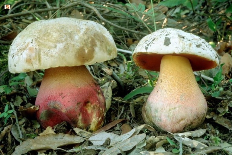 Come riconoscere funghi commestibili e velenosi: breve guida