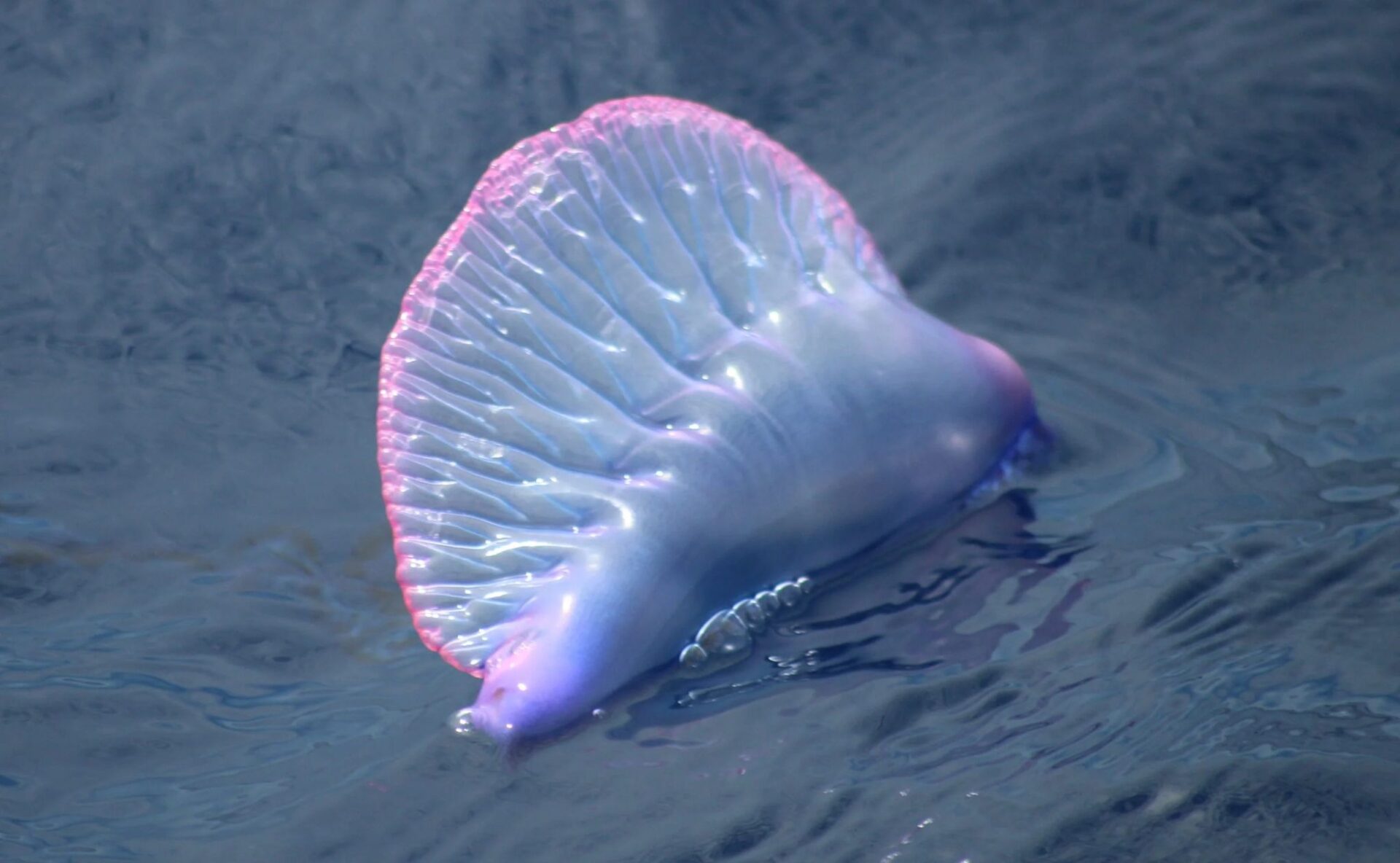 Caravella portoghese: medusa killer arriva nel Mediterraneo. Perché può ...