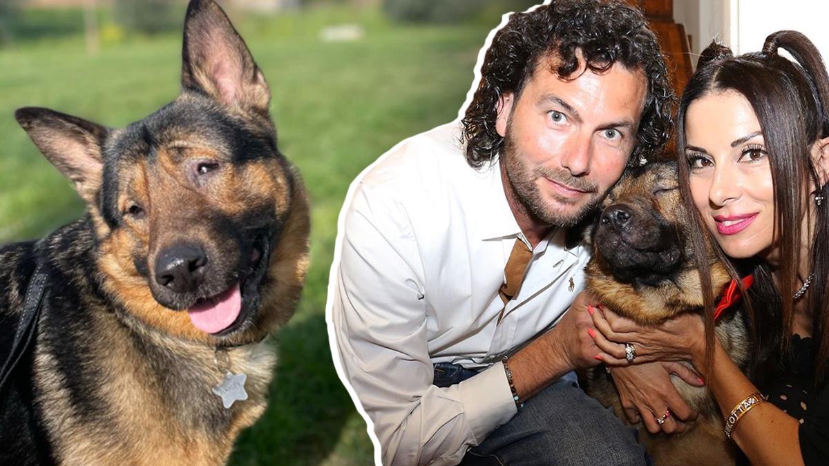 Marley, la storia del cane bagnino cieco diventa un film